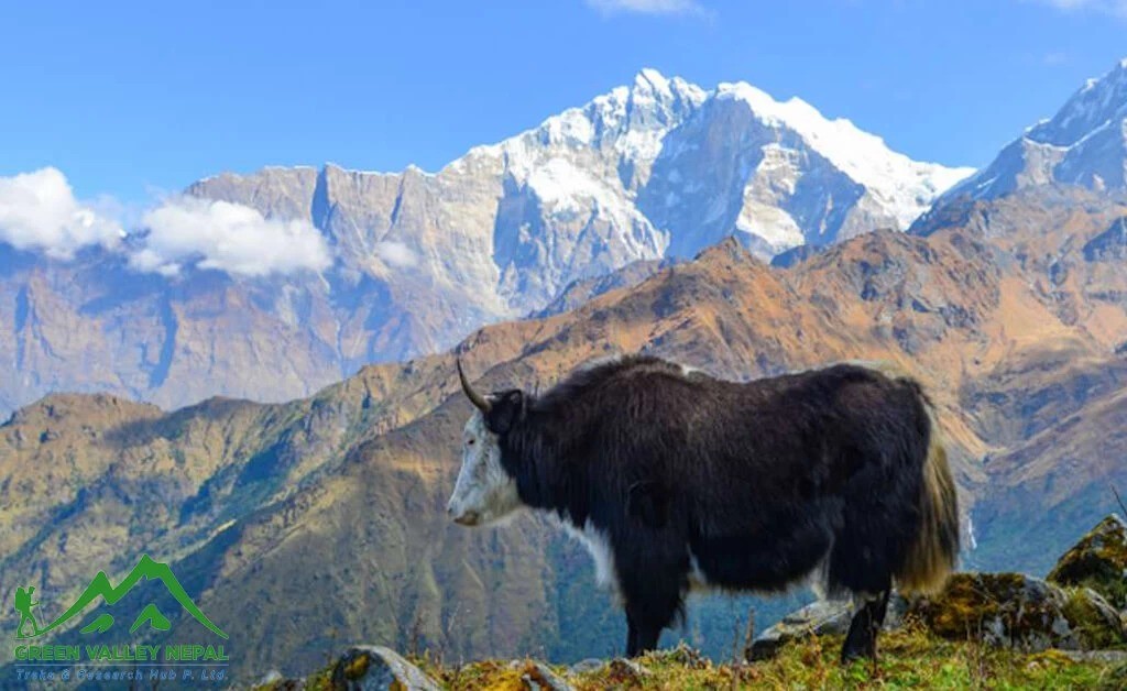 Mohare Danda Khopra Trek Itinerary | Map | Cost 2025 and 2026